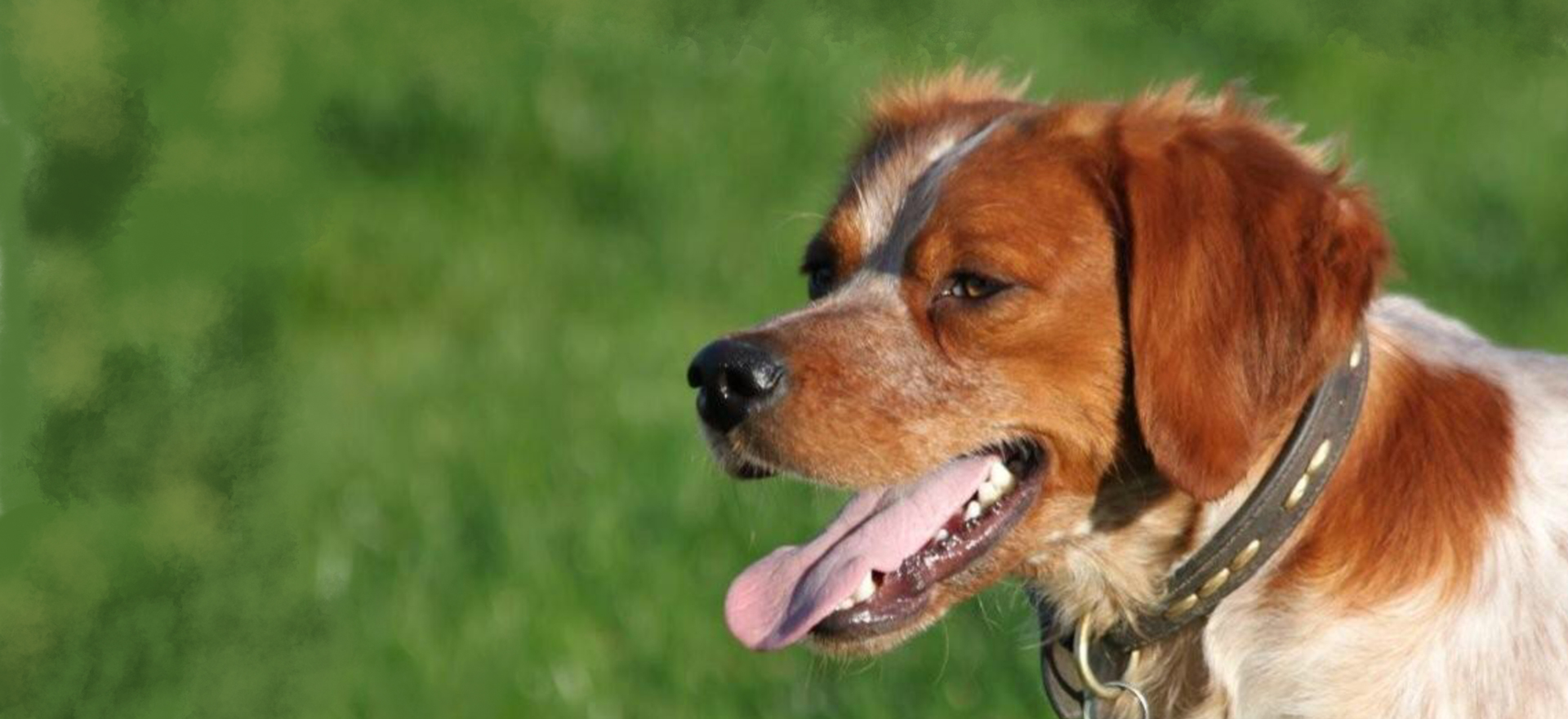 our-dogs-header - The Patouche Kennel