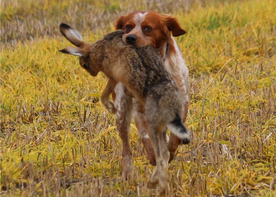 Brittanys | Dual Purpose | Stud Dogs | Working dogs bred in the UK
